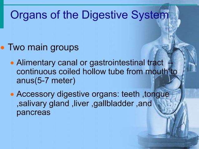 Git system Anatomy & Physiology | PPTX | Ear, Nose and Throat ...