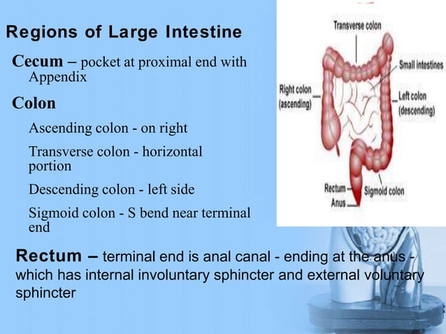 Git system Anatomy & Physiology | PPTX | Ear, Nose and Throat ...