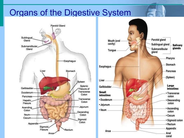 Git system Anatomy & Physiology | PPTX | Ear, Nose and Throat Conditions | Diseases and Conditions