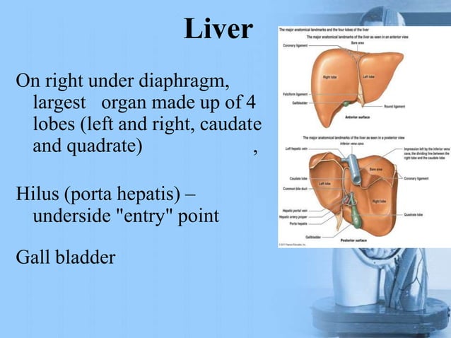 Git system Anatomy & Physiology | PPTX | Ear, Nose and Throat ...