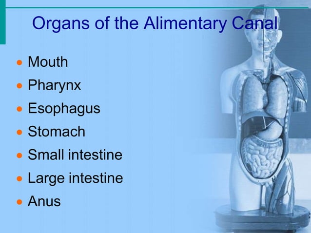 Git system Anatomy & Physiology | PPTX | Ear, Nose and Throat ...