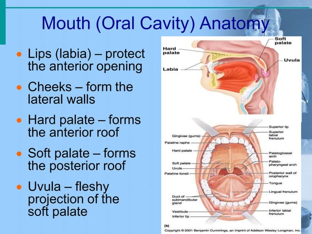 Git system Anatomy & Physiology | PPTX | Ear, Nose and Throat Conditions | Diseases and Conditions