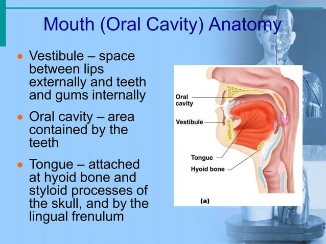 Git system Anatomy & Physiology | PPTX | Ear, Nose and Throat ...