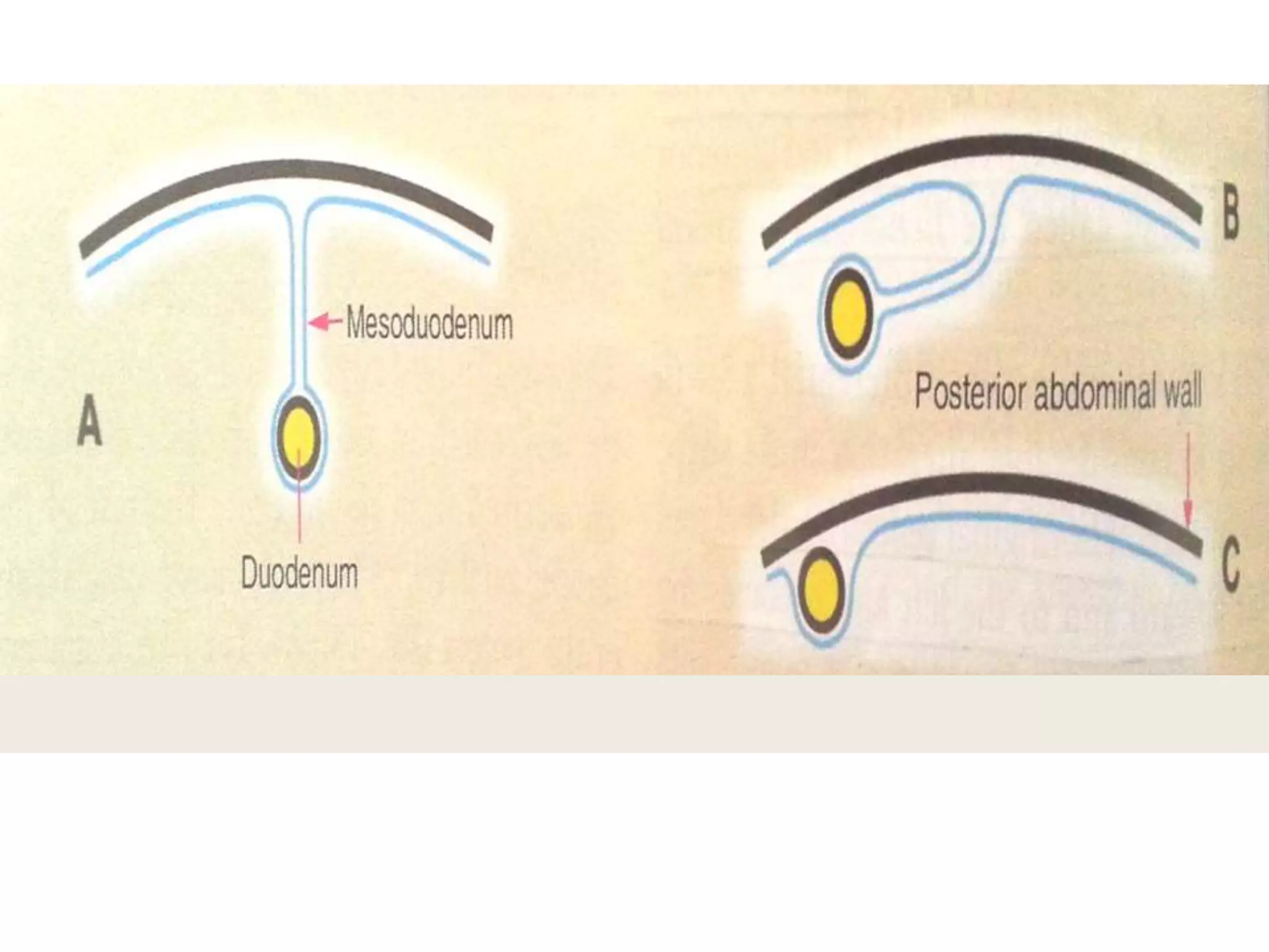 DEVELOPMENT OF GIT AND CONGENITAL ANOMALIES OF GIT | PPTX