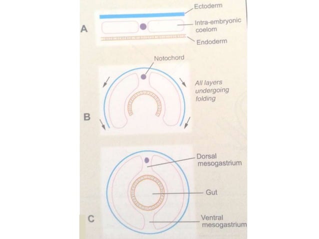 DEVELOPMENT OF GIT AND CONGENITAL ANOMALIES OF GIT | PPTX