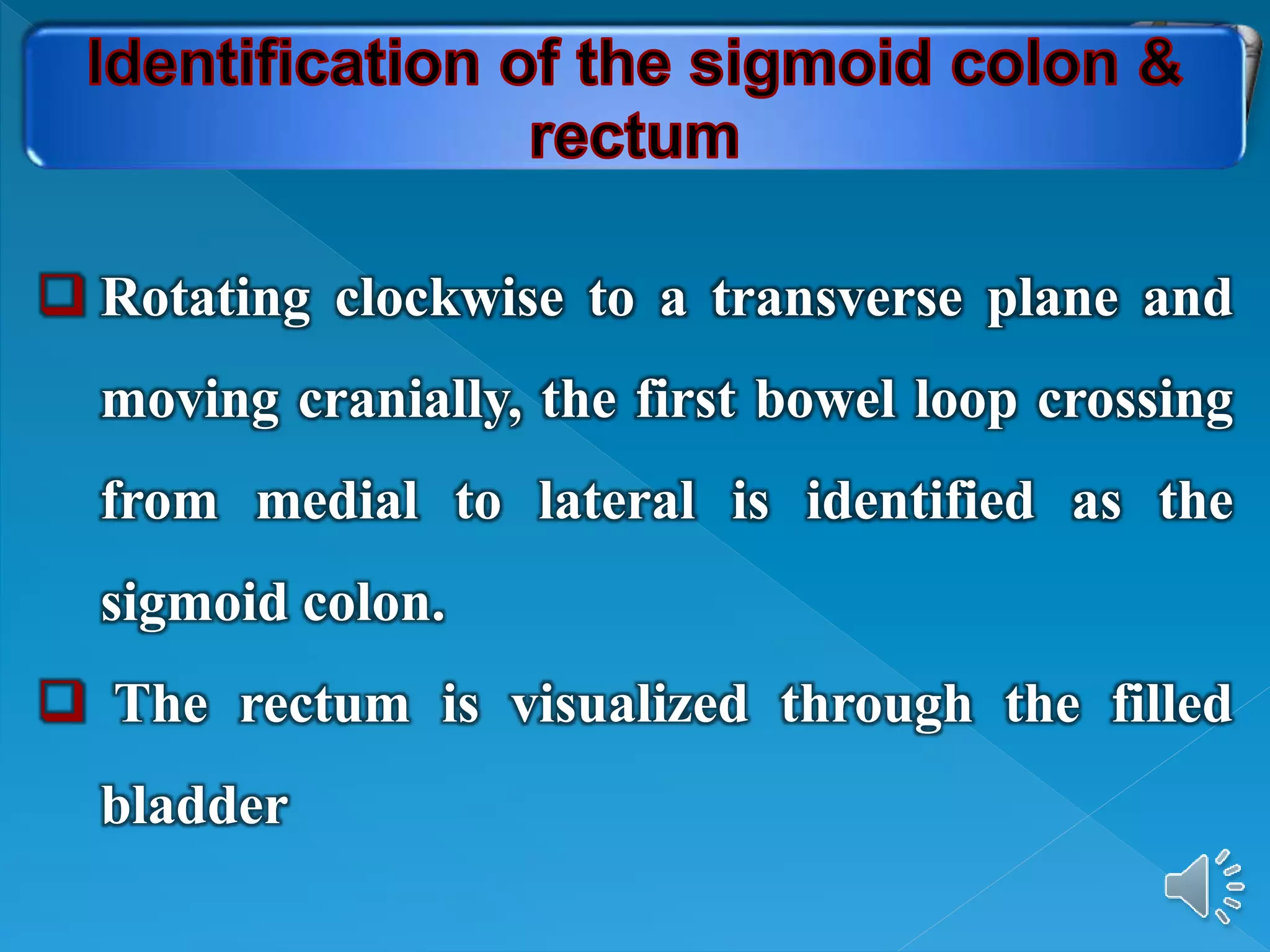 Git ultrasound part I technique & normal appearance | PPT Git ultrasound part I technique & normal appearance | PPT