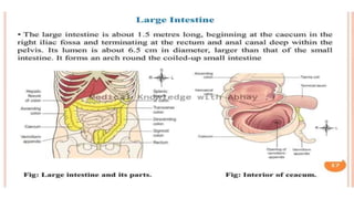 DIGESTIVE SYSTEM ANATOMY AND PHYSIOLOGY SLIDESHARE | PPTX