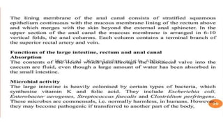 DIGESTIVE SYSTEM ANATOMY AND PHYSIOLOGY SLIDESHARE | PPTX