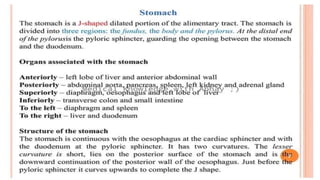 DIGESTIVE SYSTEM ANATOMY AND PHYSIOLOGY SLIDESHARE | PPTX