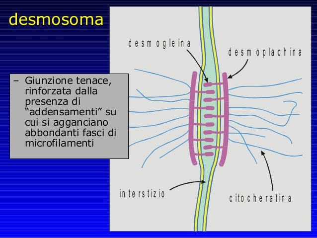 Giunzioni intercellulari