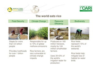 Developing the rice value chain in East and West Africa Major ...