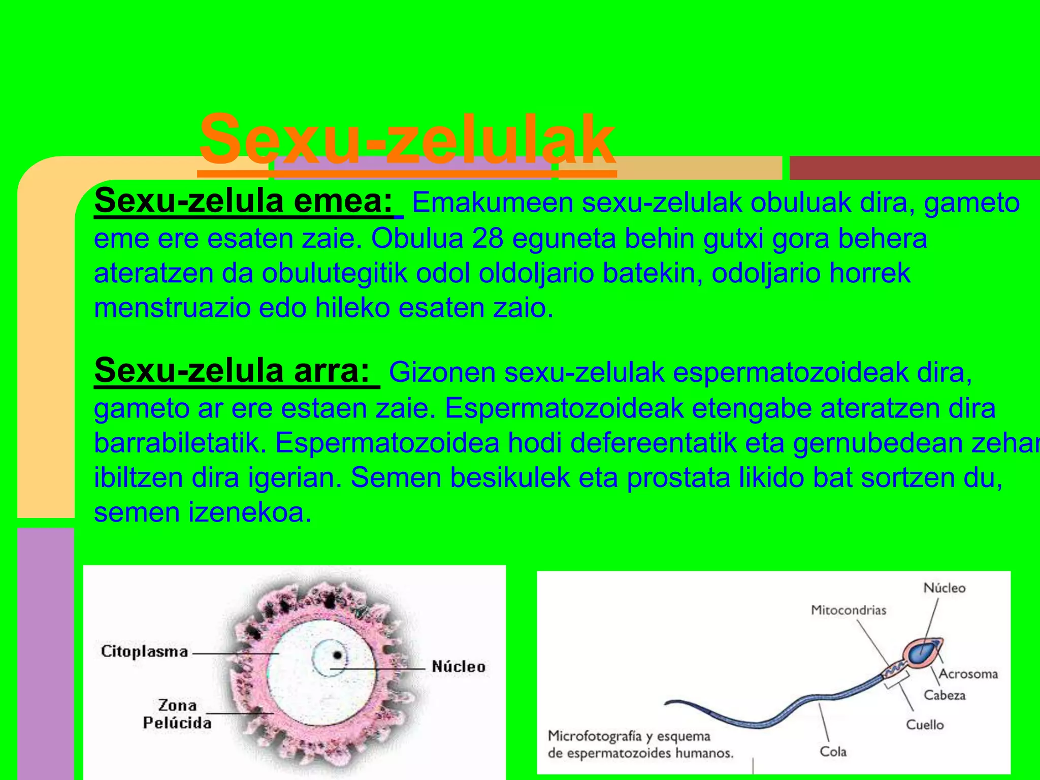 Giza ugalketa 5 LH 6.A | PPT