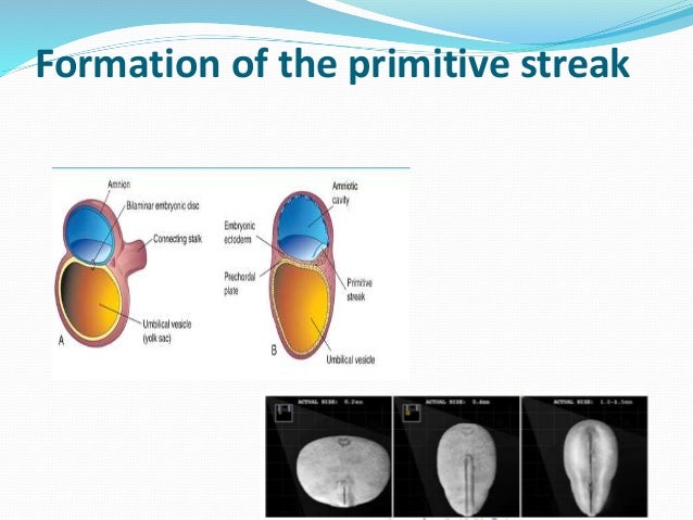 Embryonic Gastrulation by Maryam Borhani-Haghighi