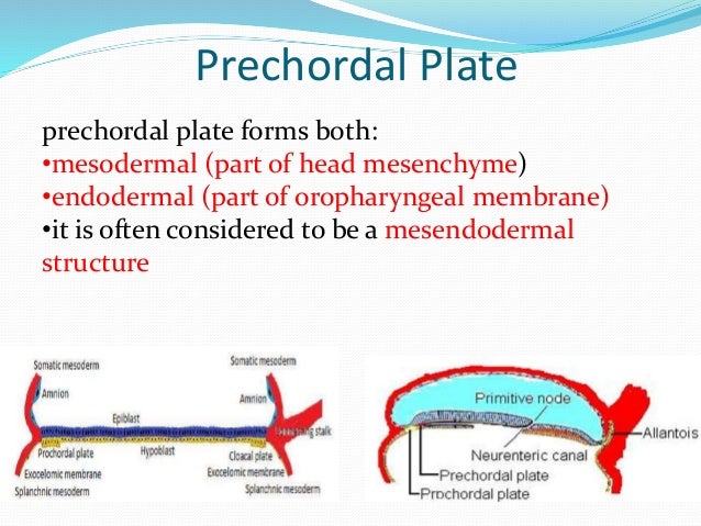 Prechordal Plate
