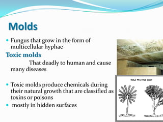 toxic molds | PPTX