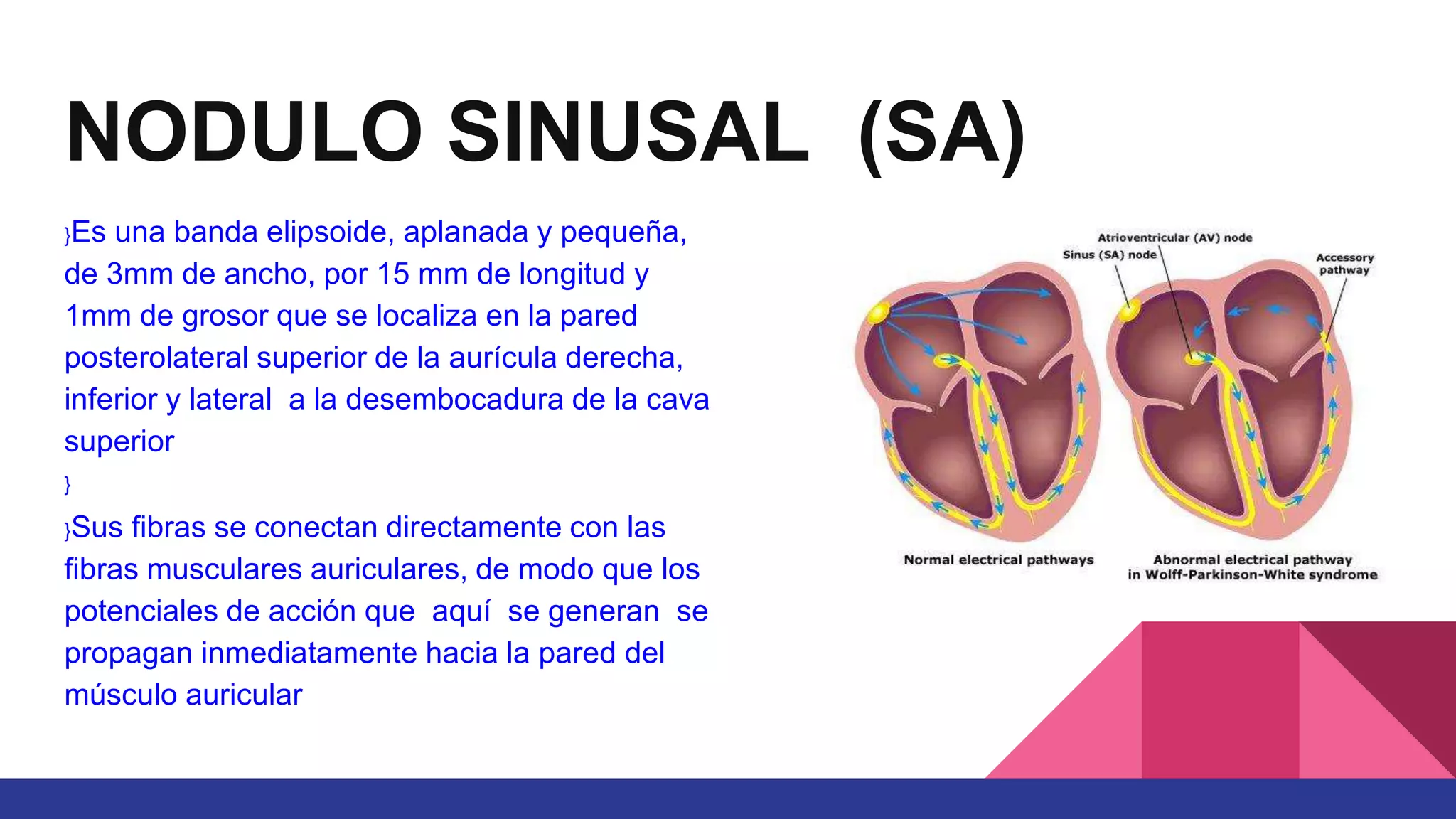 Sistema de exitacion del corazon | PPTX