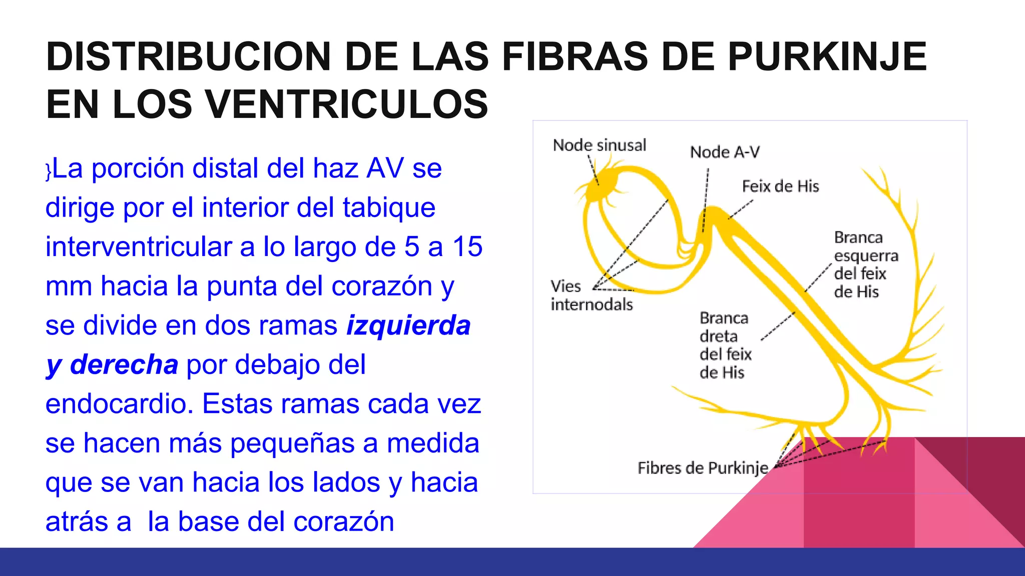 Sistema de exitacion del corazon | PPTX