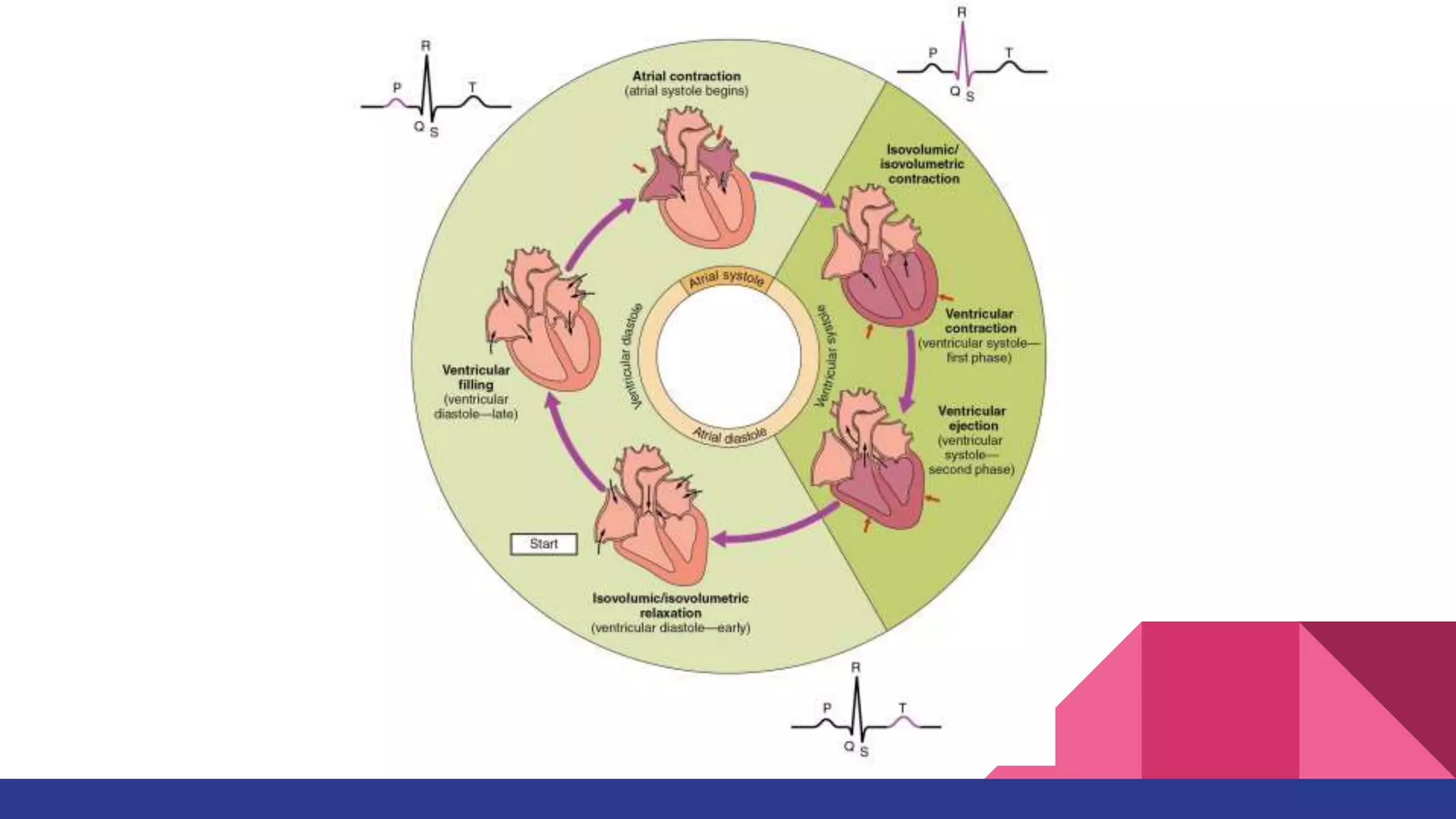 Sistema de exitacion del corazon | PPTX