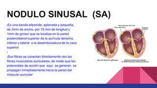 Sistema de exitacion del corazon | PPTX