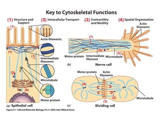 Cytoskeleton Function