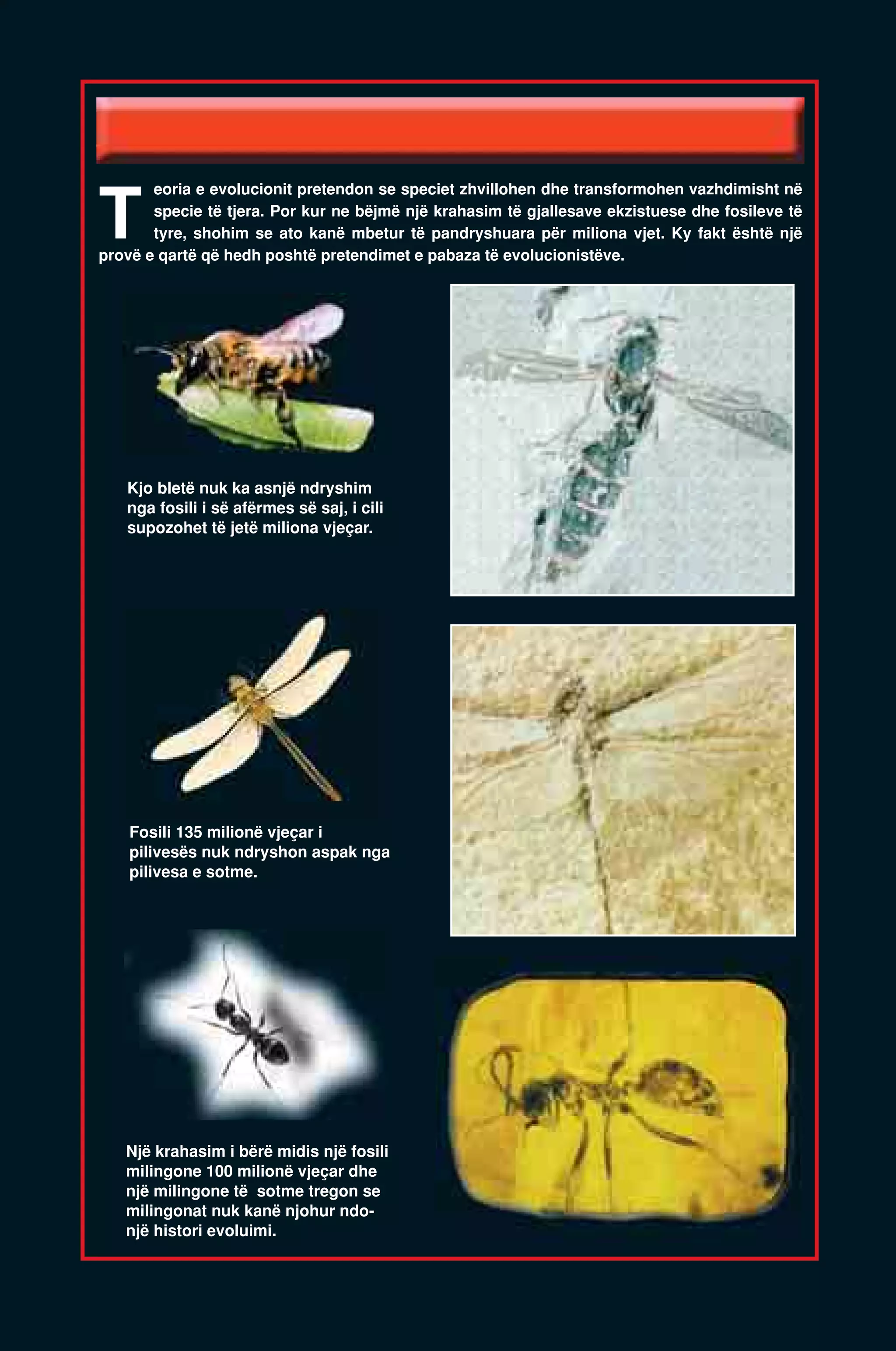 Gjunjezimi i evolucionit. albanian (shqip) | PDF