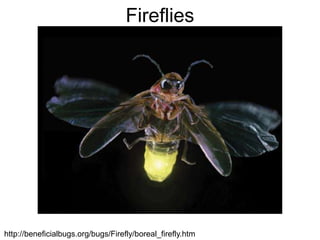 GK12-Fifth-BioluminescencePPT.ppt