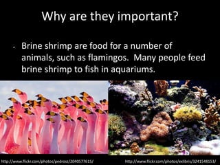 GK12-Fifth-BrineShrimpPPT.ppt