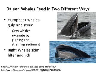 GK12-Fifth-CetaceanPPTwhalesonplanet.ppt