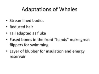 GK12-Fifth-CetaceanPPTwhalesonplanet.ppt