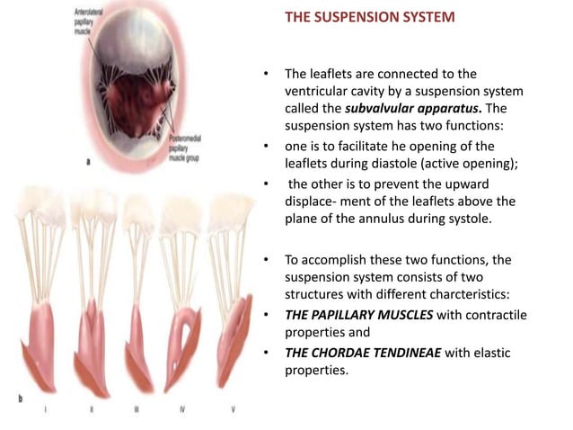 Mitral valve anatomy | PPTX | Heart and Cardiovascular Diseases ...