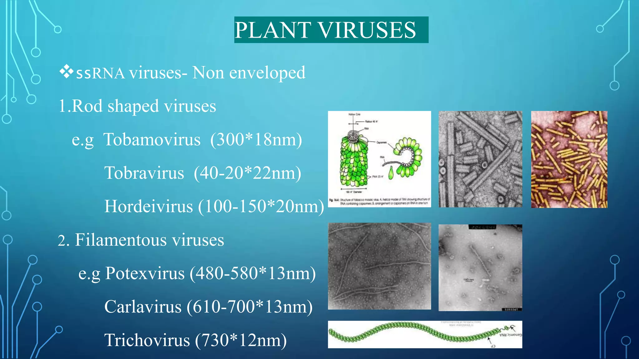 Classification of plant viruses | PPTX