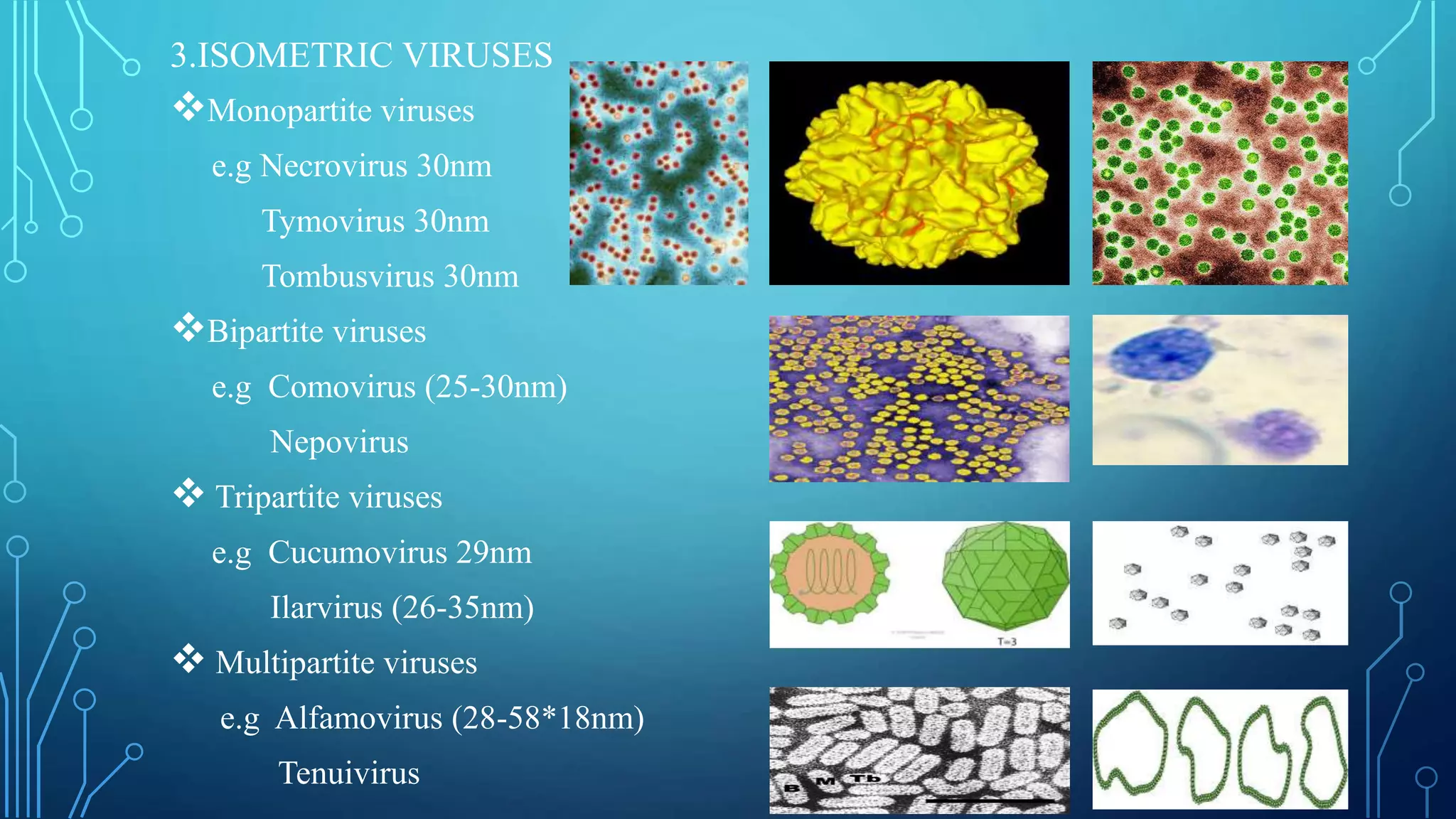 Classification of plant viruses | PPTX