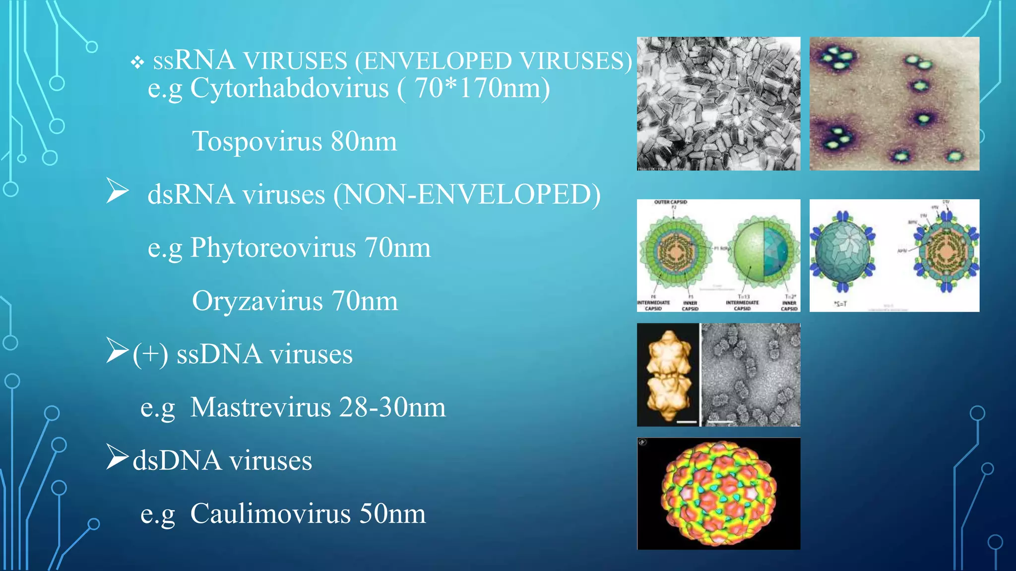 Classification of plant viruses | PPTX