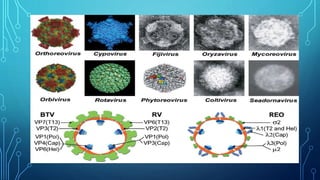 Classification of plant viruses | PPTX