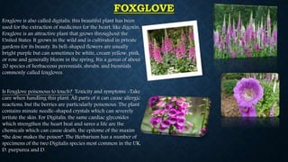 Gk poisonous plant presentation | PPT