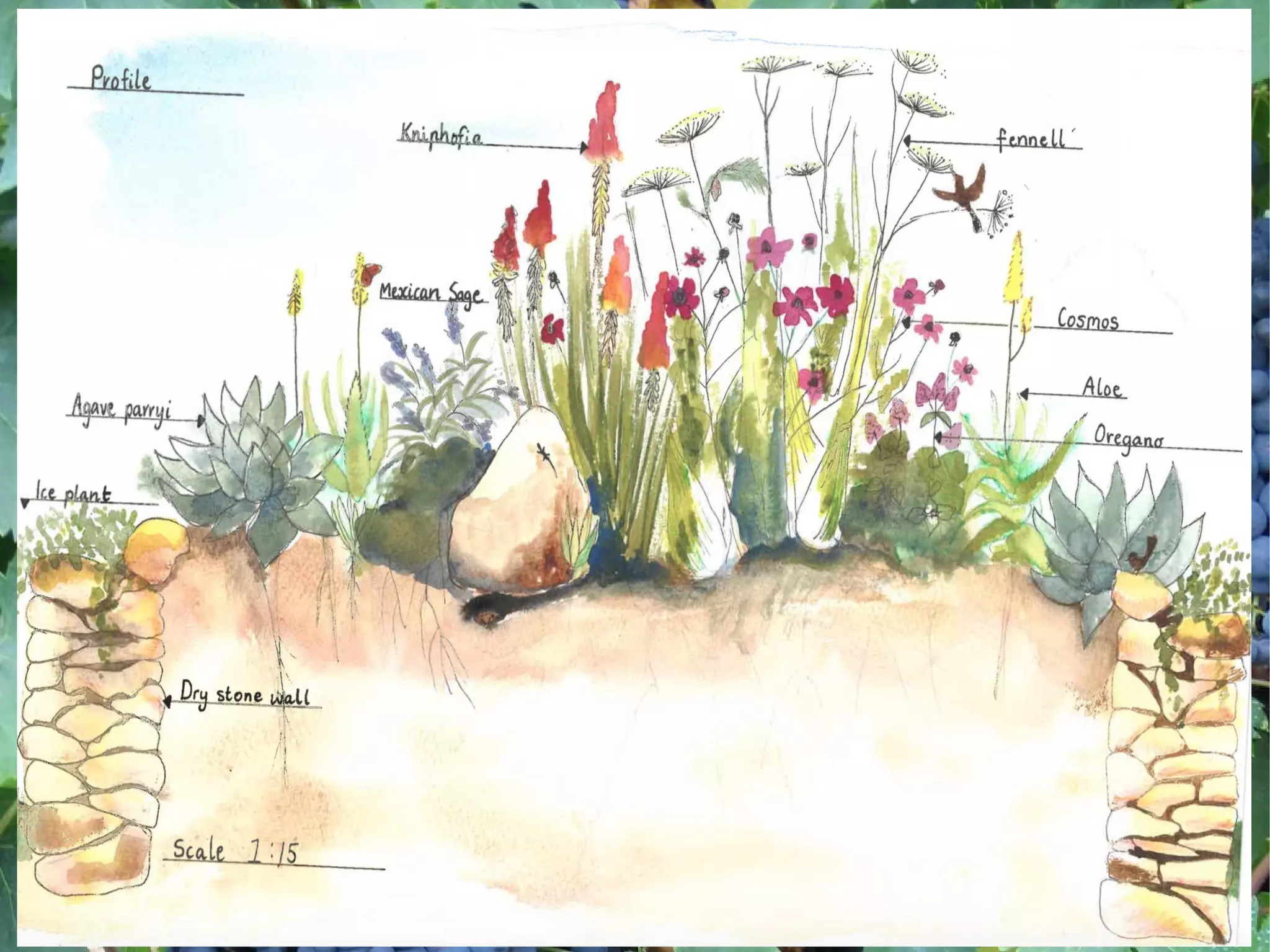 Permaculture in Mediterranean Climate Regions Presented by Byron Joel | PPT
