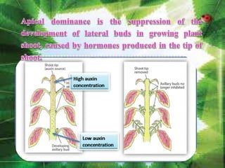 plant hormones powerpoint presentation | PPT