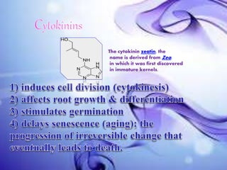 plant hormones powerpoint presentation | PPT