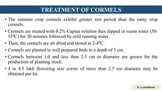 Gladiolous Cultivation practices by AKL.pdf