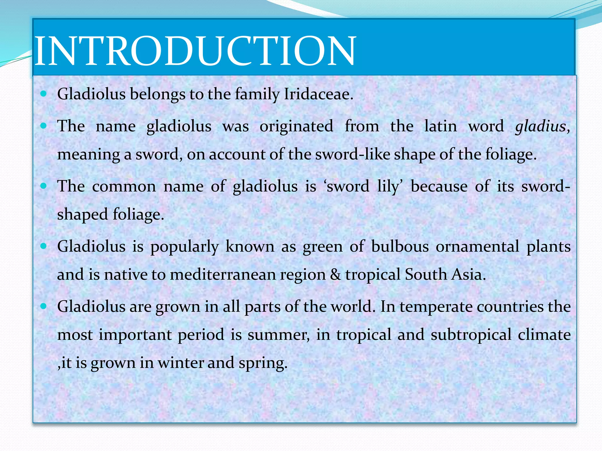 Gladiolus | PPTX
