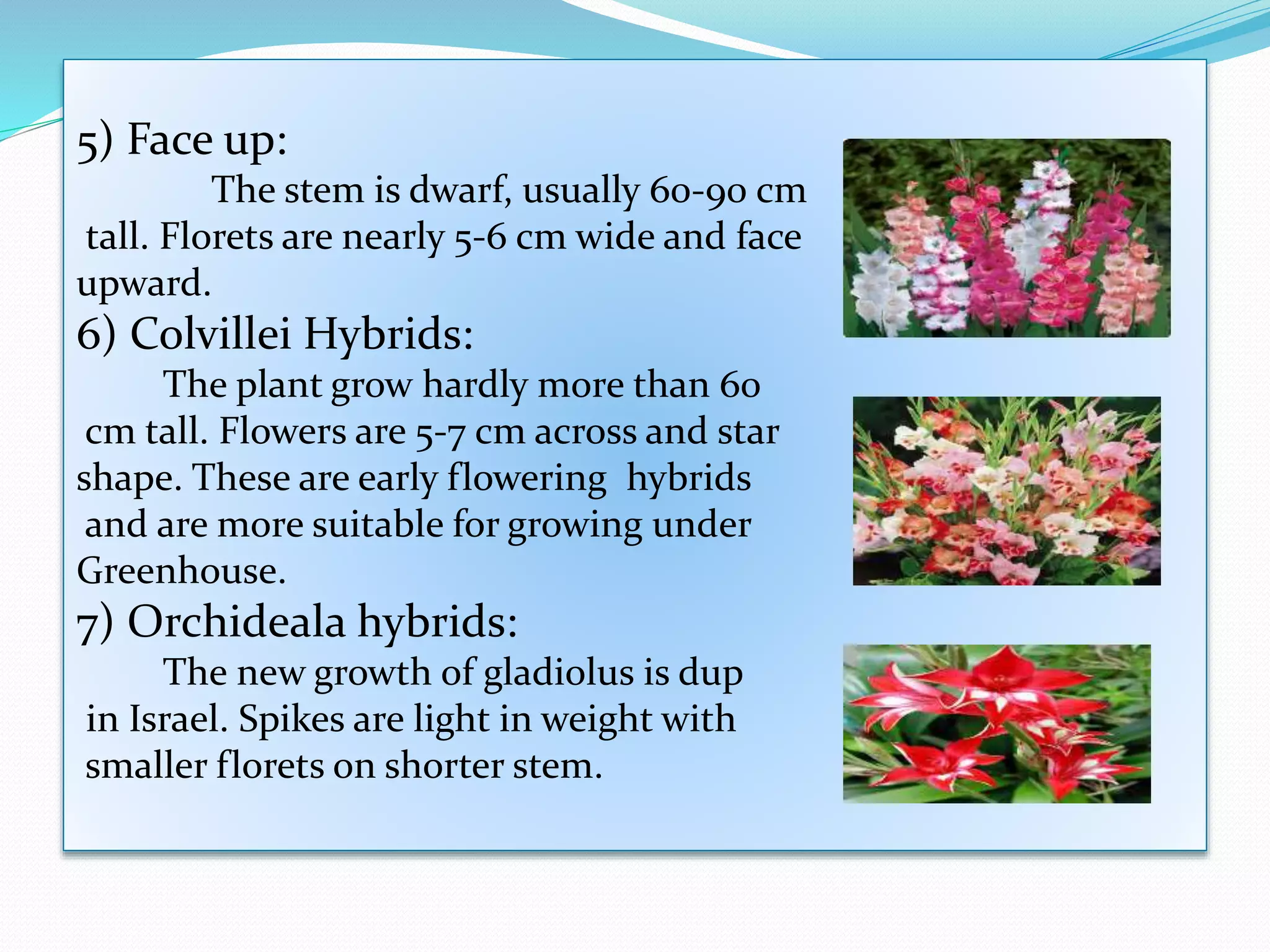 Gladiolus | PPTX