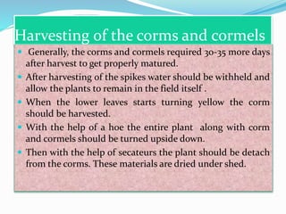 Gladiolus | PPTX | Gardening | Home & Garden