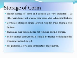 Gladiolus | PPTX | Gardening | Home & Garden