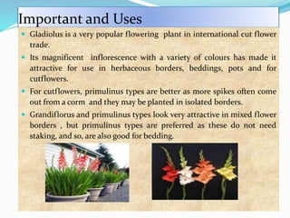 Gladiolus | PPTX