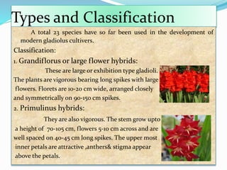 Gladiolus | PPTX