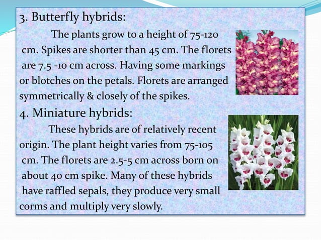 Gladiolus | PPTX | Gardening | Home & Garden