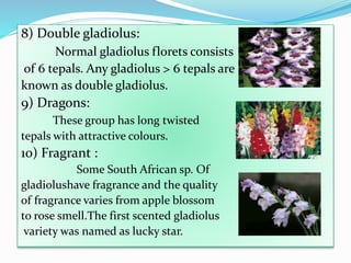 Gladiolus | PPTX