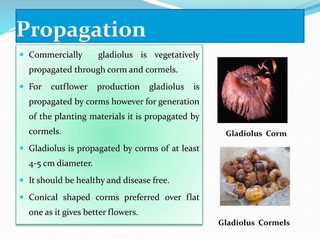 Gladiolus | PPTX | Gardening | Home & Garden