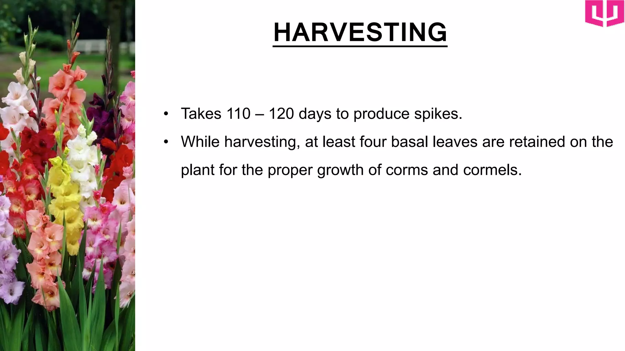 Production Technology of Gladiolus | PPTX