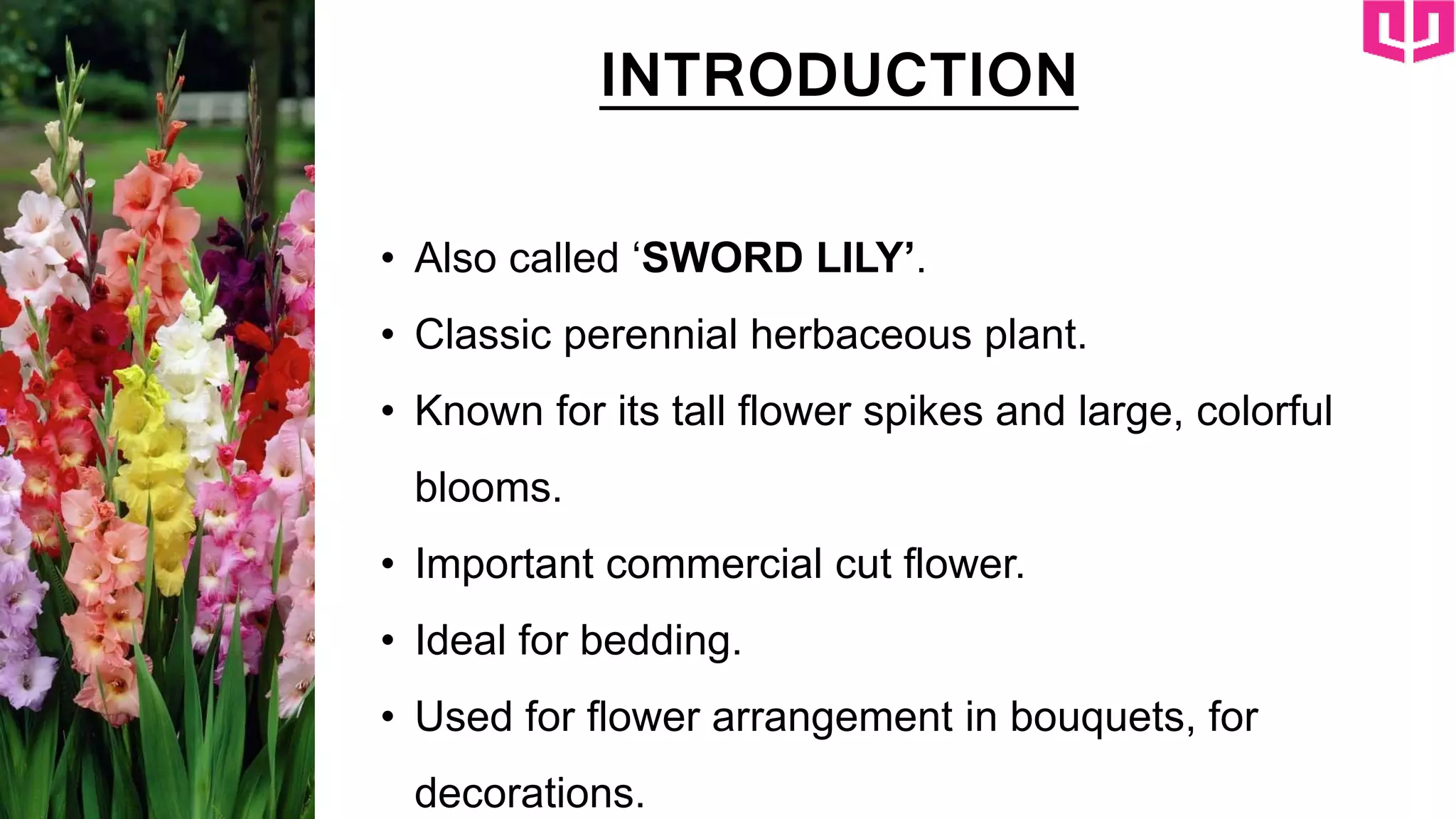 Production Technology of Gladiolus | PPTX